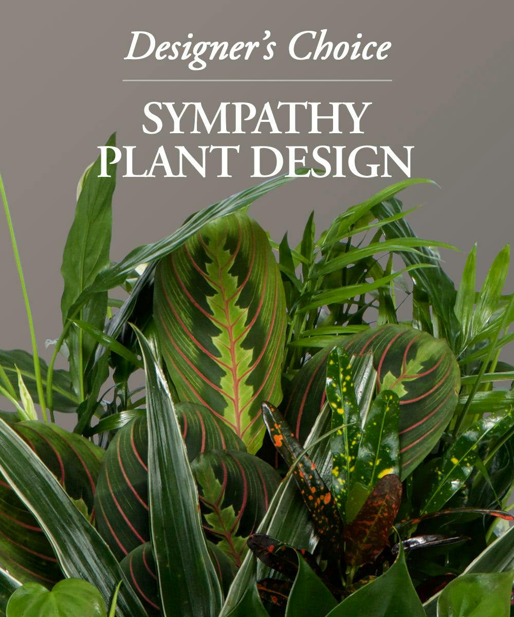 Sympathy Plant